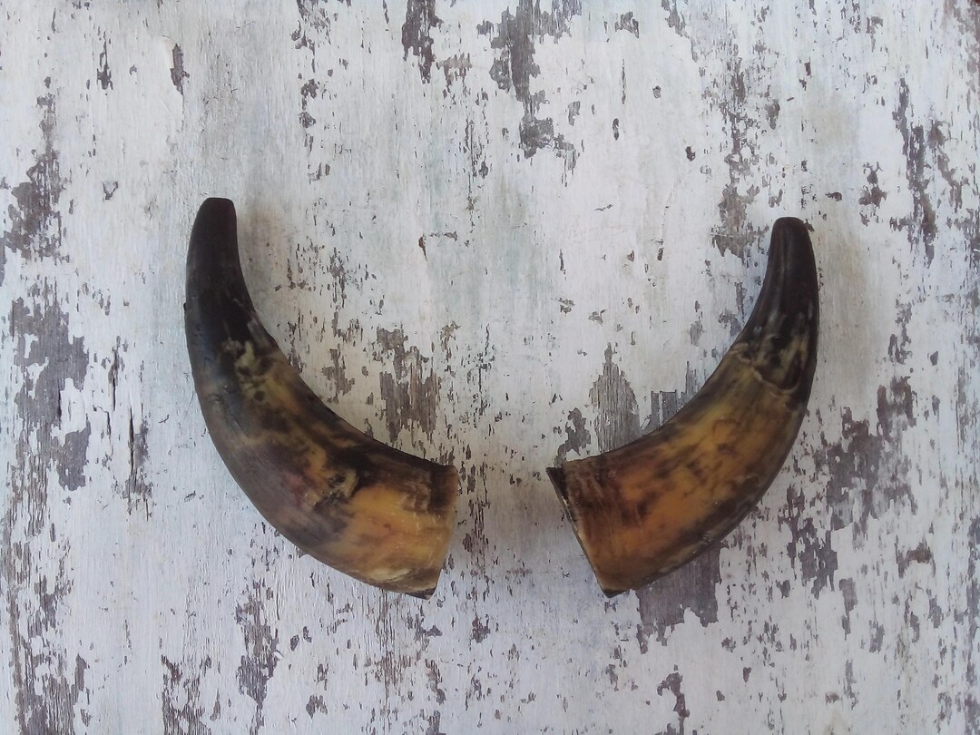 Real Goat Horn , Natural Horn , Pagan Gothic Supplies ,real Animal ...