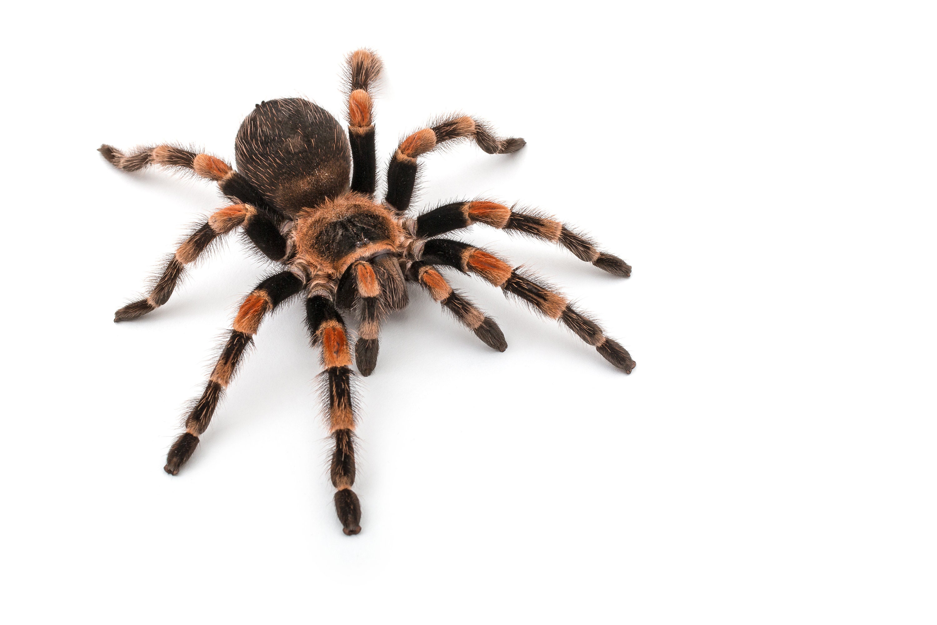 PRE-CUT Tarantula Spiders Edible Wafer Paper Cup Cake Toppers - Etsy