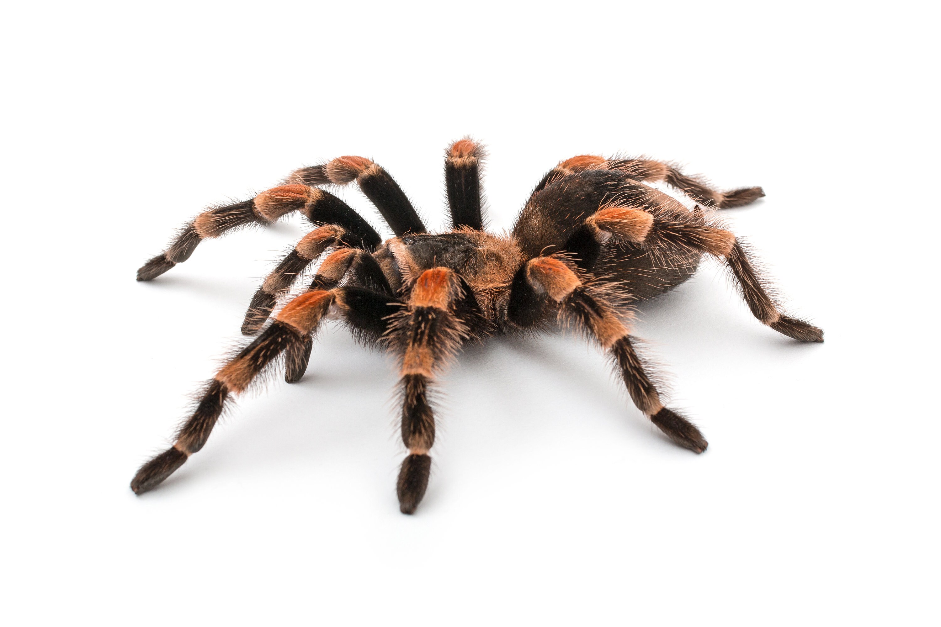PRE-CUT Tarantula Spiders Edible Wafer Paper Cup Cake Toppers - Etsy