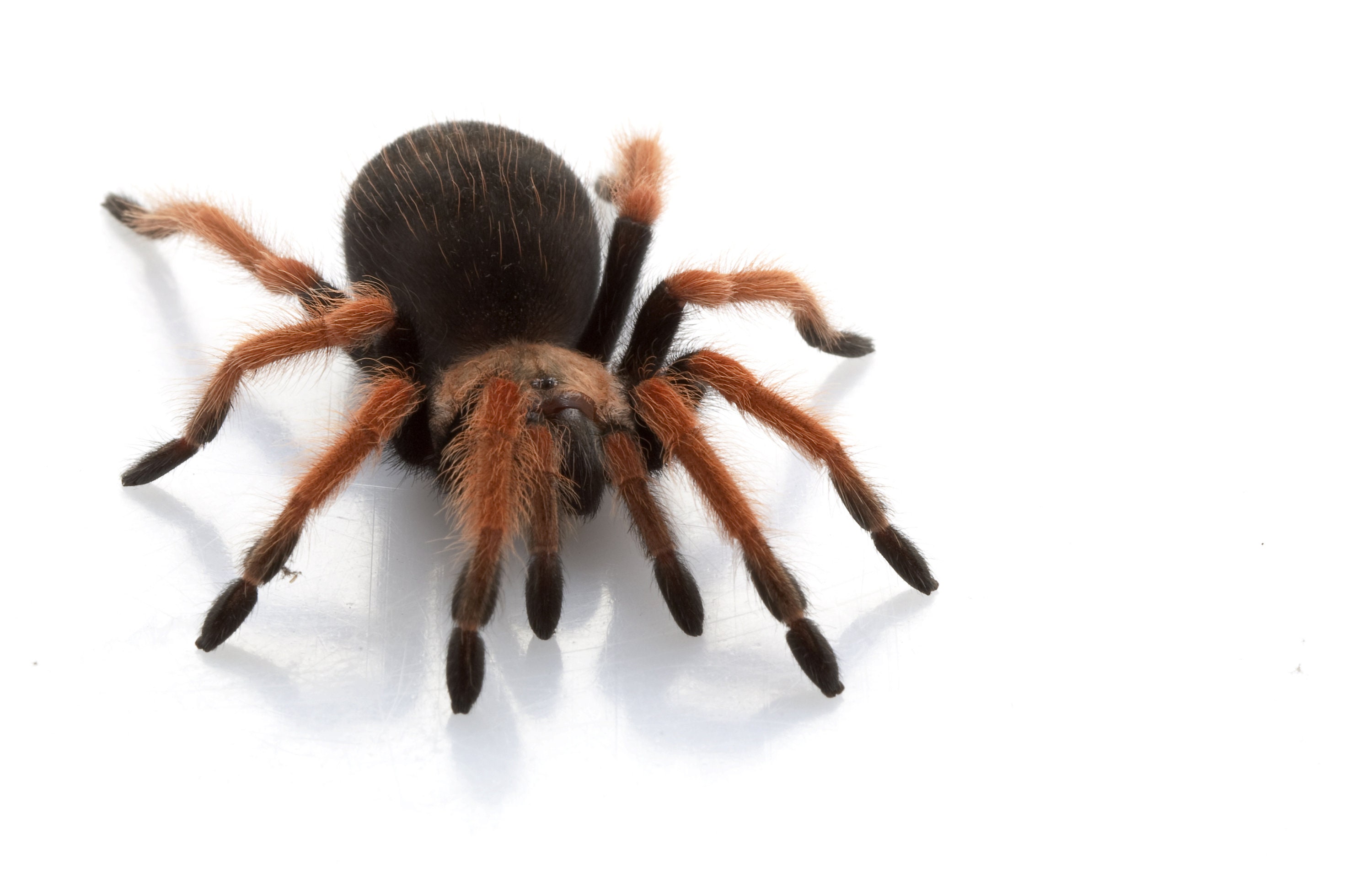 PRE-CUT Tarantula Spiders Edible Wafer Paper Cup Cake Toppers - Etsy