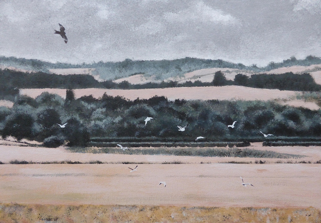 Chilterns, Red Kite, Land Gulls, Gulls, Oxfordshire, Hills, Reflections ...