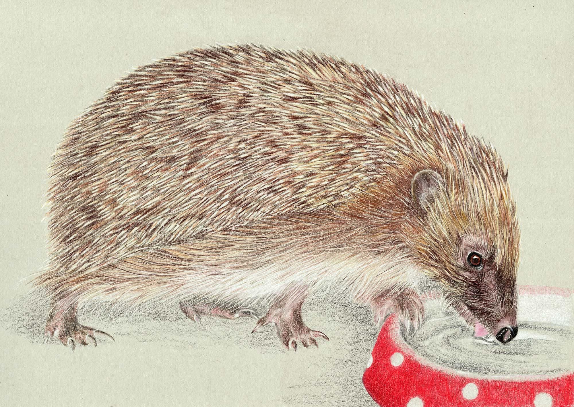 Hedgehog Art Print: Limited Edition British Wildlife Pencil Drawing (A4 ...