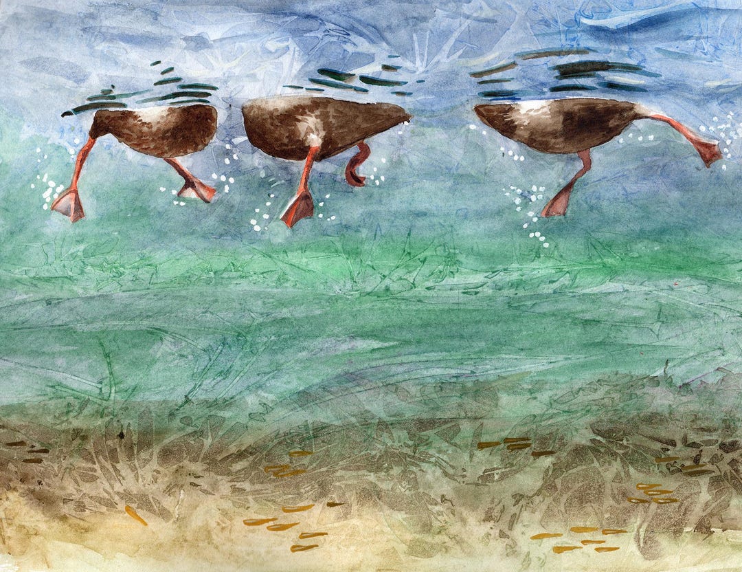 Ducks, Mallard Ducks, Paddling, Duck Feet, Underwater, Watercolour ...