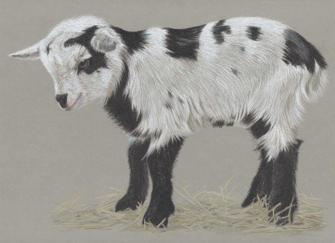 Baby Goat, Pygmy Goat, Goat, Goats, Baby Animals, Pencil Drawing ...