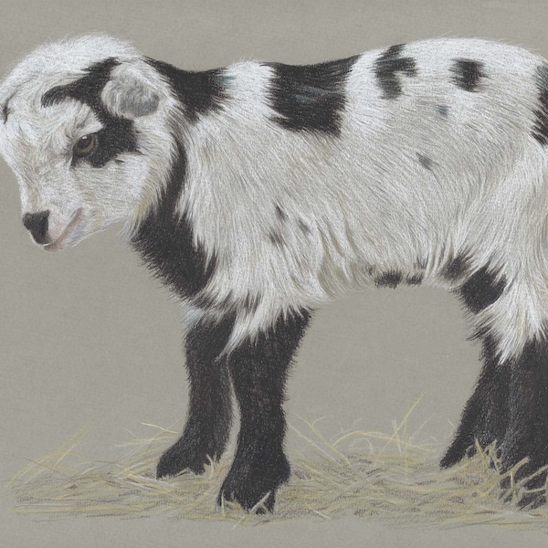 Pygmy Goat - Etsy UK