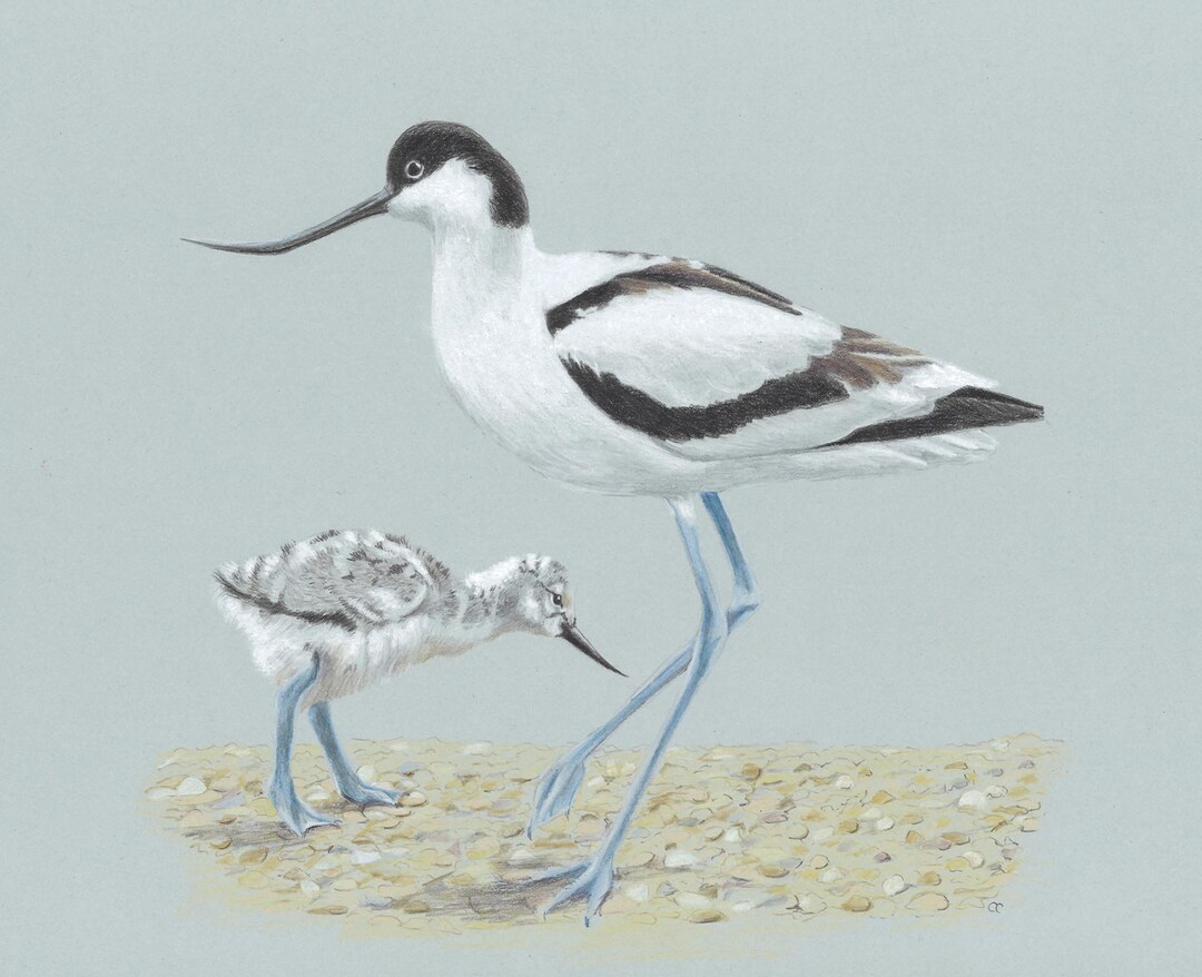Avocet Avocets Baby Animals Baby Birds British Wildlife - Etsy
