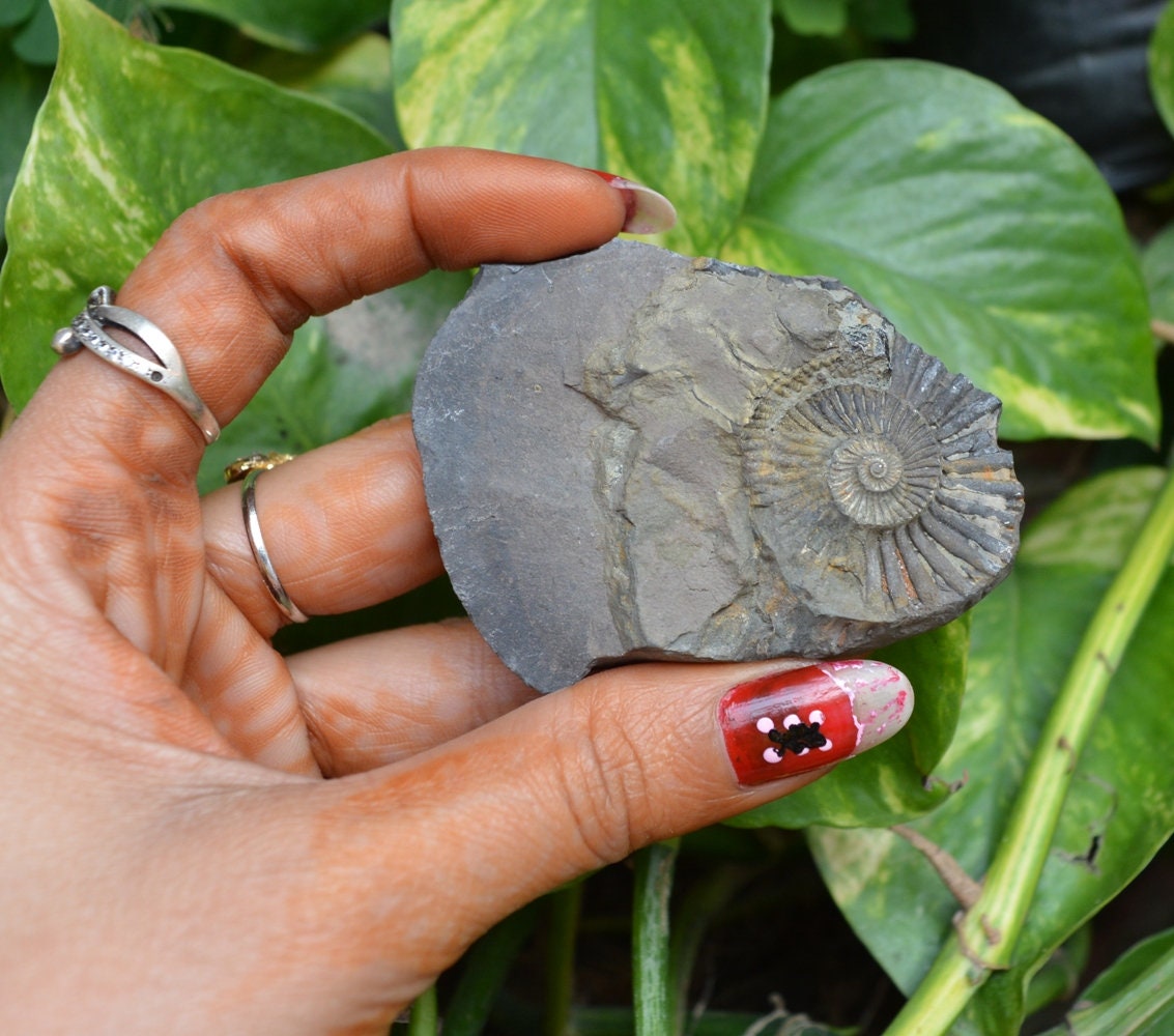 Salagrama Shaligram Fossilized Shell Iconic Symbol of the God - Etsy
