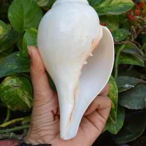 Conch Shell Puja-blowing Shankh Sound Brings Prosperity Positivity ...
