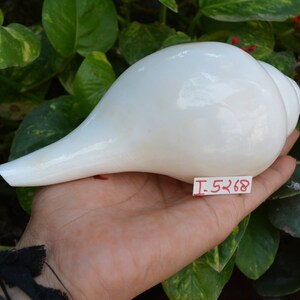 Conch Shell Puja-blowing Shankh Sound Brings Prosperity Positivity ...