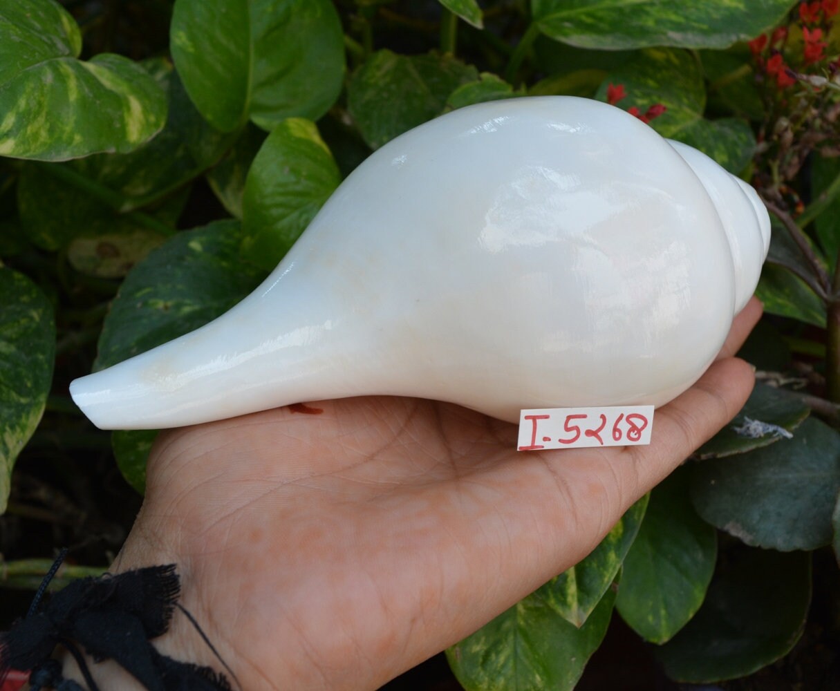Conch Shell Puja-blowing Shankh Sound Brings Prosperity - Etsy