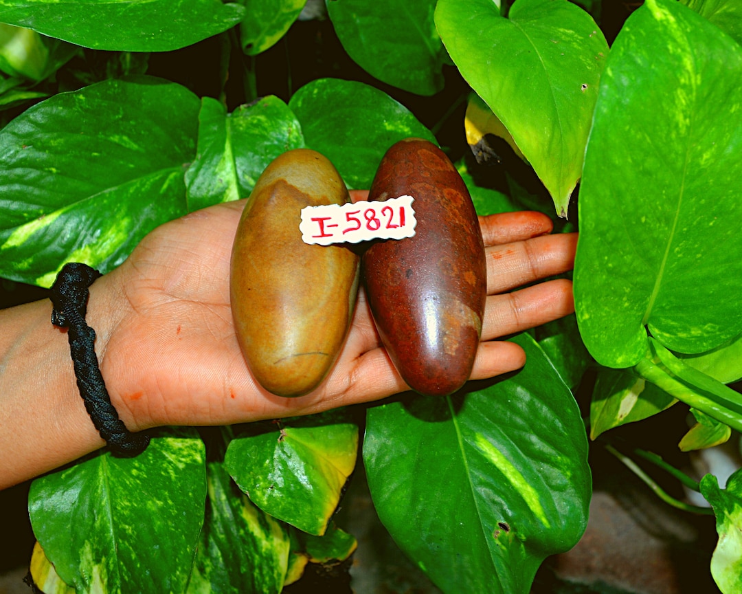 3.253.25 Inch Large Shiva Lingam Stone Narmda River India Pure ...