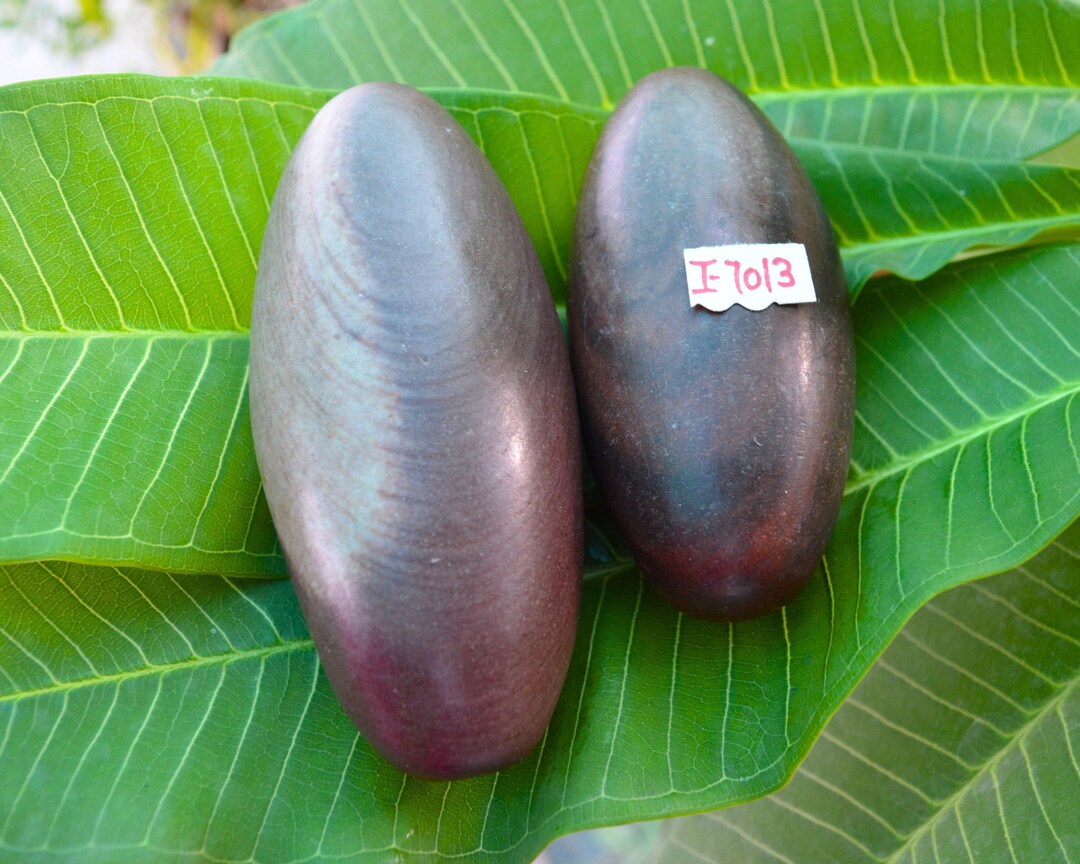 Natural Narmada Stone Size : 4.254inch Shivling for Peace & Meditation ...