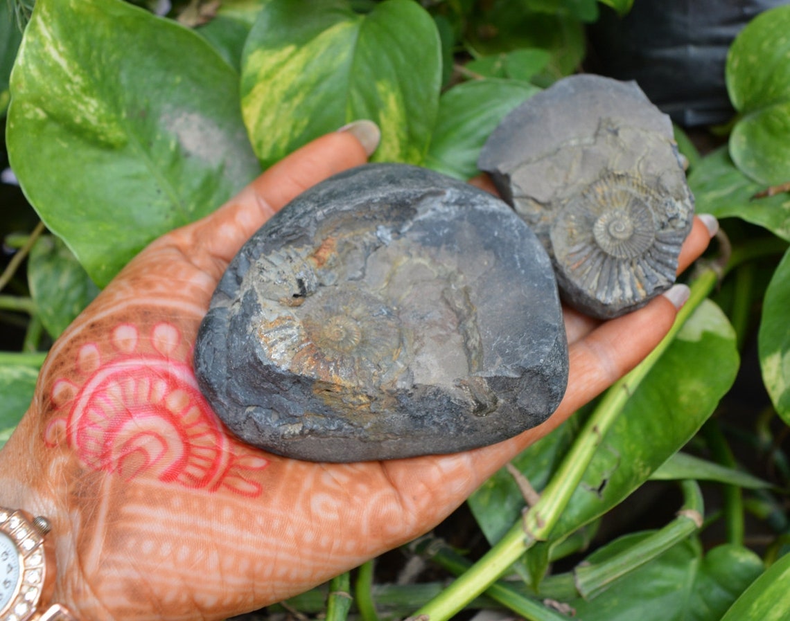 Salagrama Shaligram Fossilized Shell Iconic Symbol of the God - Etsy