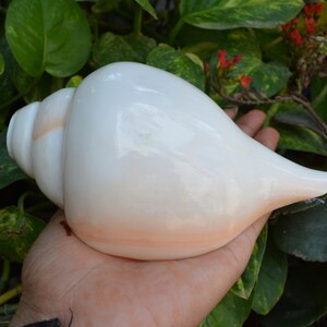 Conch Shell Puja-blowing Shankh Sound Brings Prosperity Positivity ...