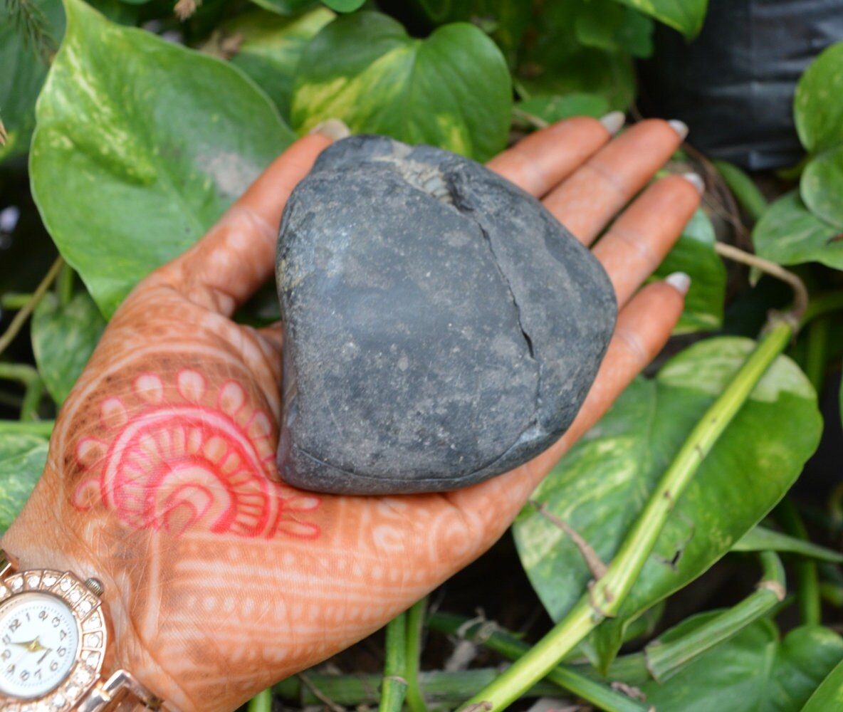 Salagrama Shaligram Fossilized Shell Iconic Symbol of the God - Etsy