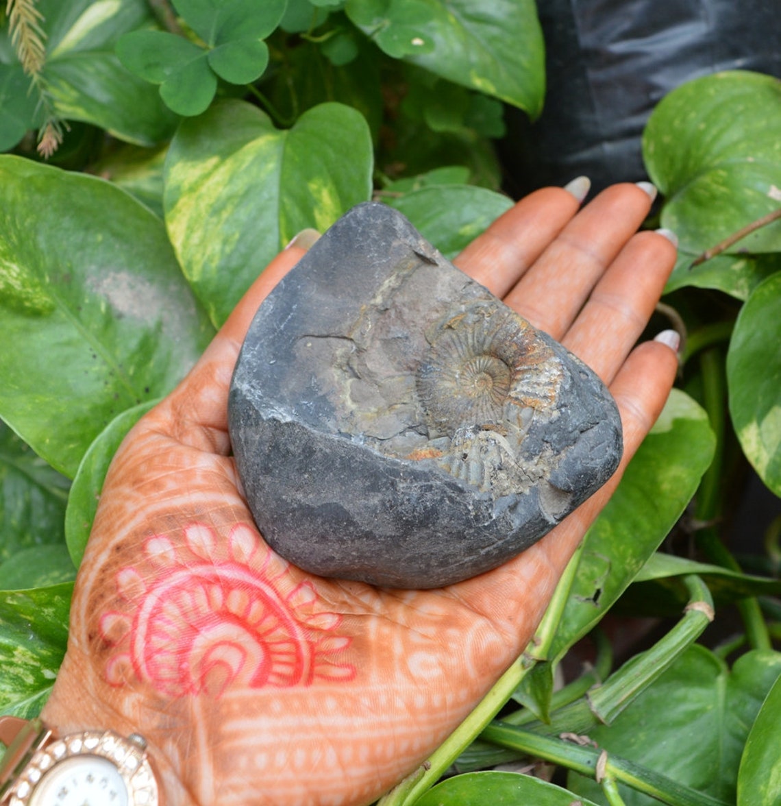 Salagrama Shaligram Fossilized Shell Iconic Symbol of the God - Etsy