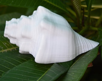 Shell 1000 Arms Lokeshvara Sankha/ Conch Carved Handmade in - Etsy