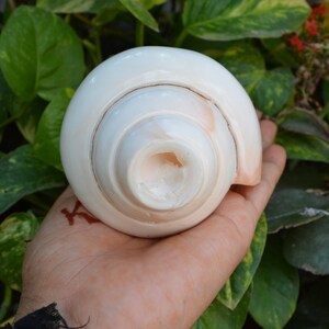 Conch Shell Puja-blowing Shankh Sound Brings Prosperity Positivity ...