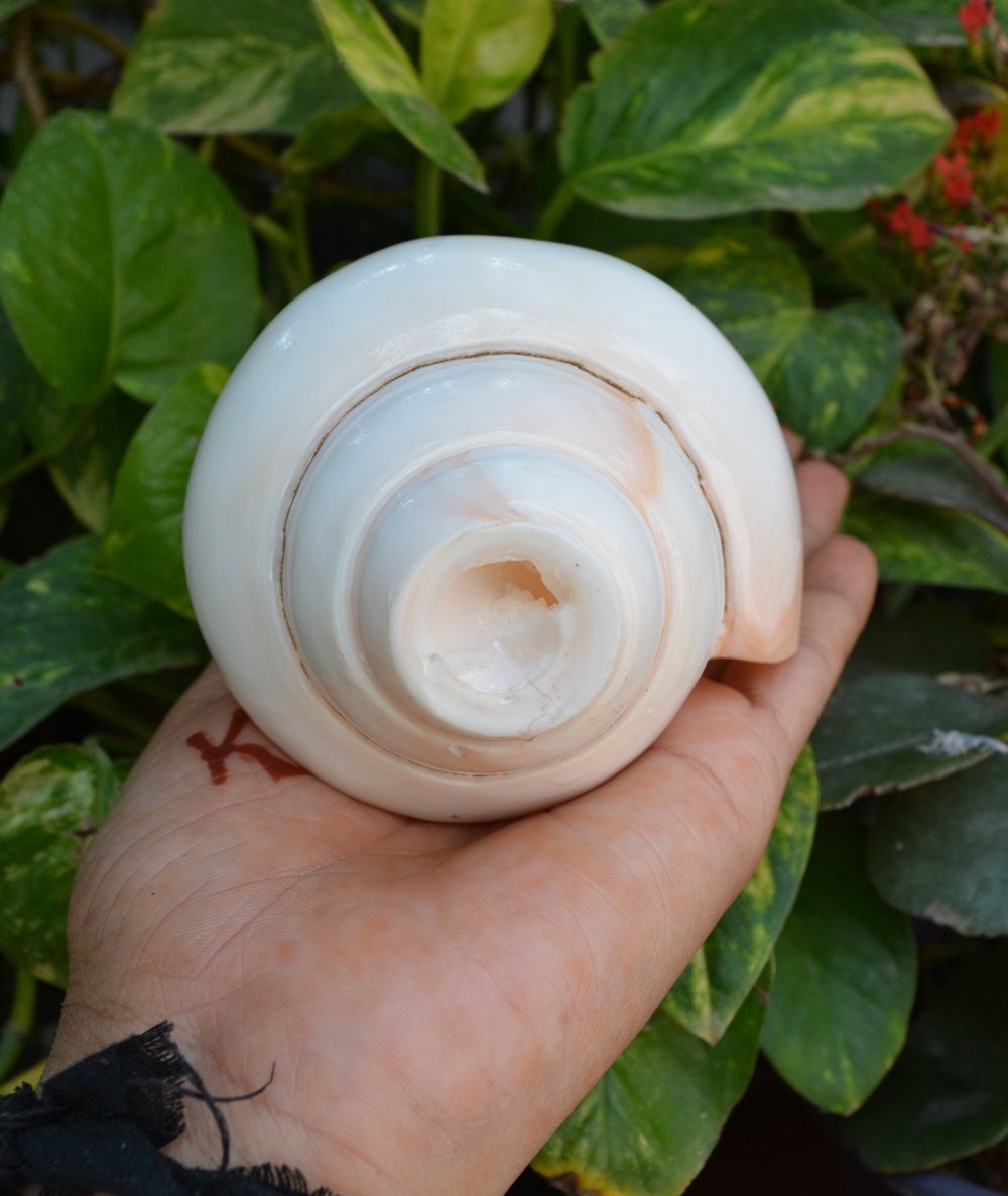 Conch Shell Puja-blowing Shankh Sound Brings Prosperity - Etsy