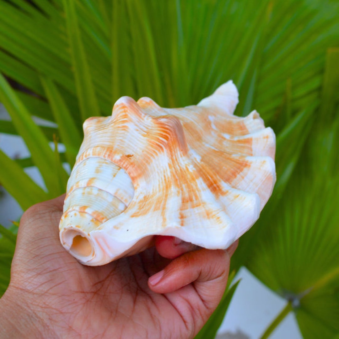 5 Panchmukhi Shankh Five Finger Blowing Kamdhenu Divine Shankh for ...