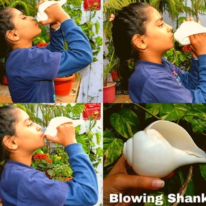 Conch Shell Puja-blowing Shankh Sound Brings Prosperity Positivity ...