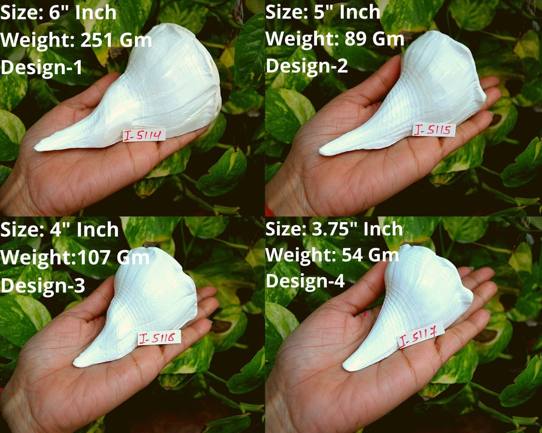 White Dakshinavarti Conch/dakshinavarti Shankha/right Handed Conch ...