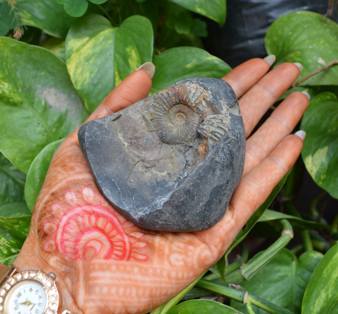 Salagrama Shaligram Fossilized Shell Iconic Symbol of the God - Etsy