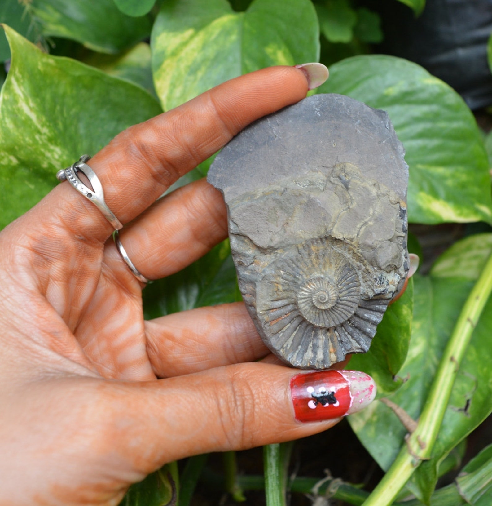 Salagrama Shaligram Fossilized Shell Iconic Symbol of the God - Etsy