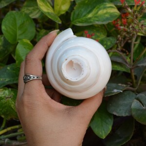 Conch Shell Puja-blowing Shankh Sound Brings Prosperity Positivity ...
