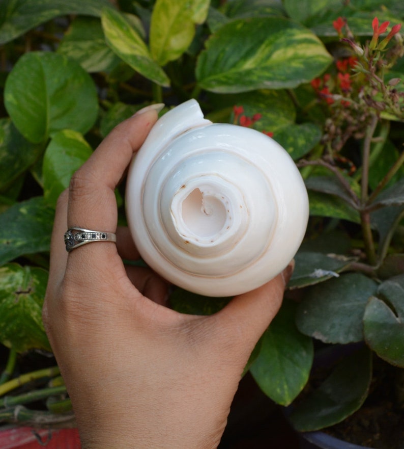 Conch Shell Puja-blowing Shankh Sound Brings Prosperity - Etsy