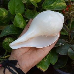 Conch Shell Puja-blowing Shankh Sound Brings Prosperity Positivity ...