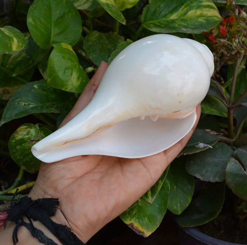 Conch Shell Puja-blowing Shankh Sound Brings Prosperity - Etsy