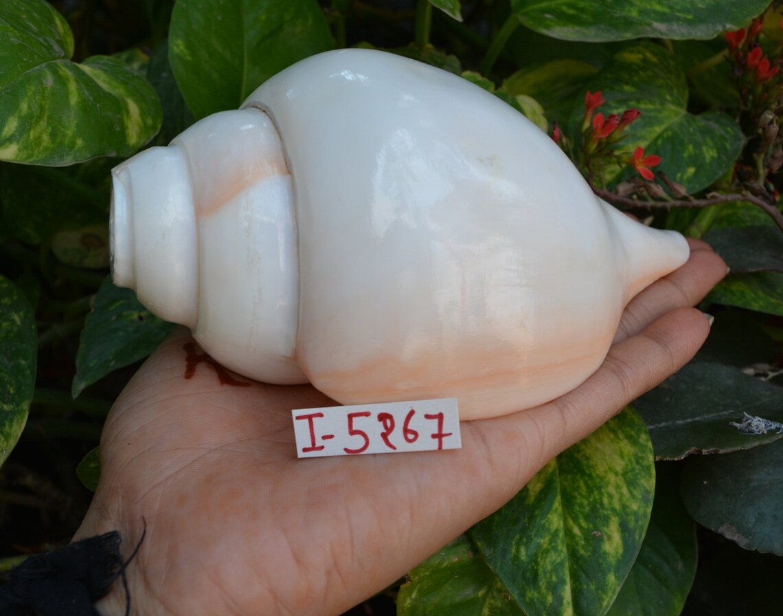 Conch Shell Puja-blowing Shankh Sound Brings Prosperity - Etsy