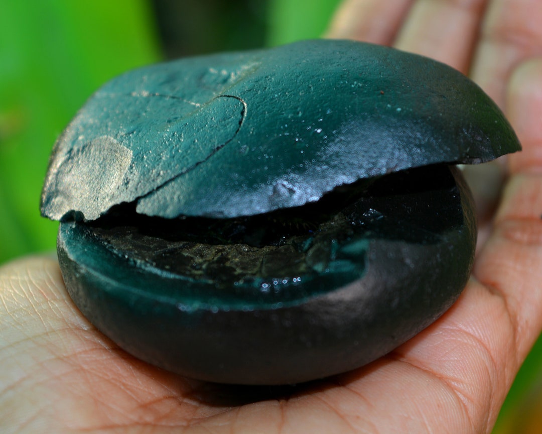 2.5x2.25 Inch Natural Shaligram Fossilized Shell, Iconic Symbol of the ...