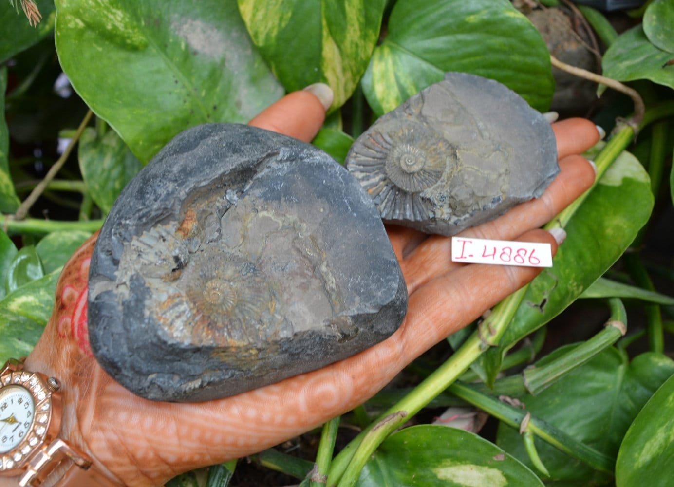 Salagrama Shaligram Fossilized Shell Iconic Symbol of the God - Etsy