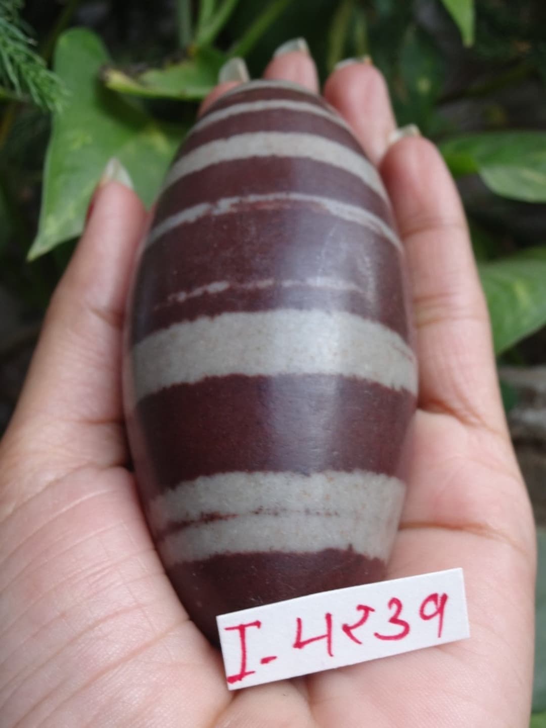3.5 Sacred Stone Original/egg Shape Narmada Shivling Elongated Egg ...