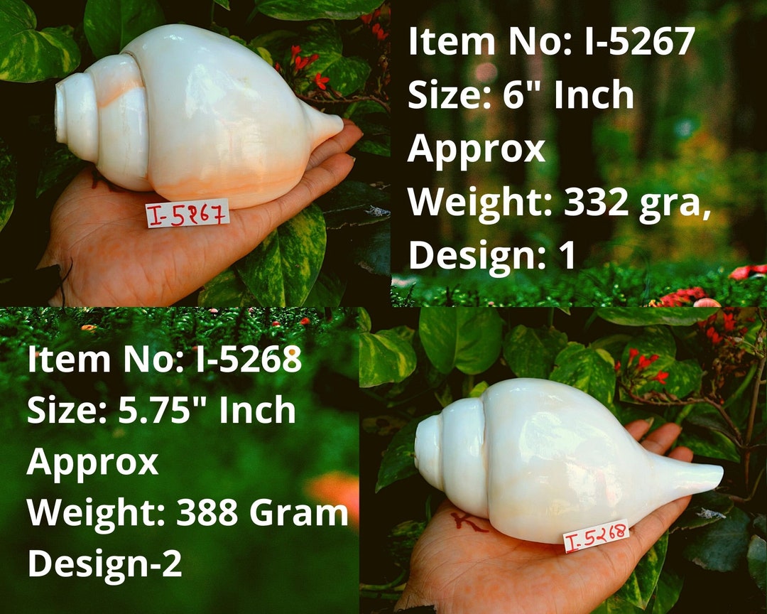 Conch Shell Puja-blowing Shankh Sound Brings Prosperity Positivity ...