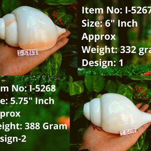 Conch Shell Puja-blowing Shankh Sound Brings Prosperity Positivity ...