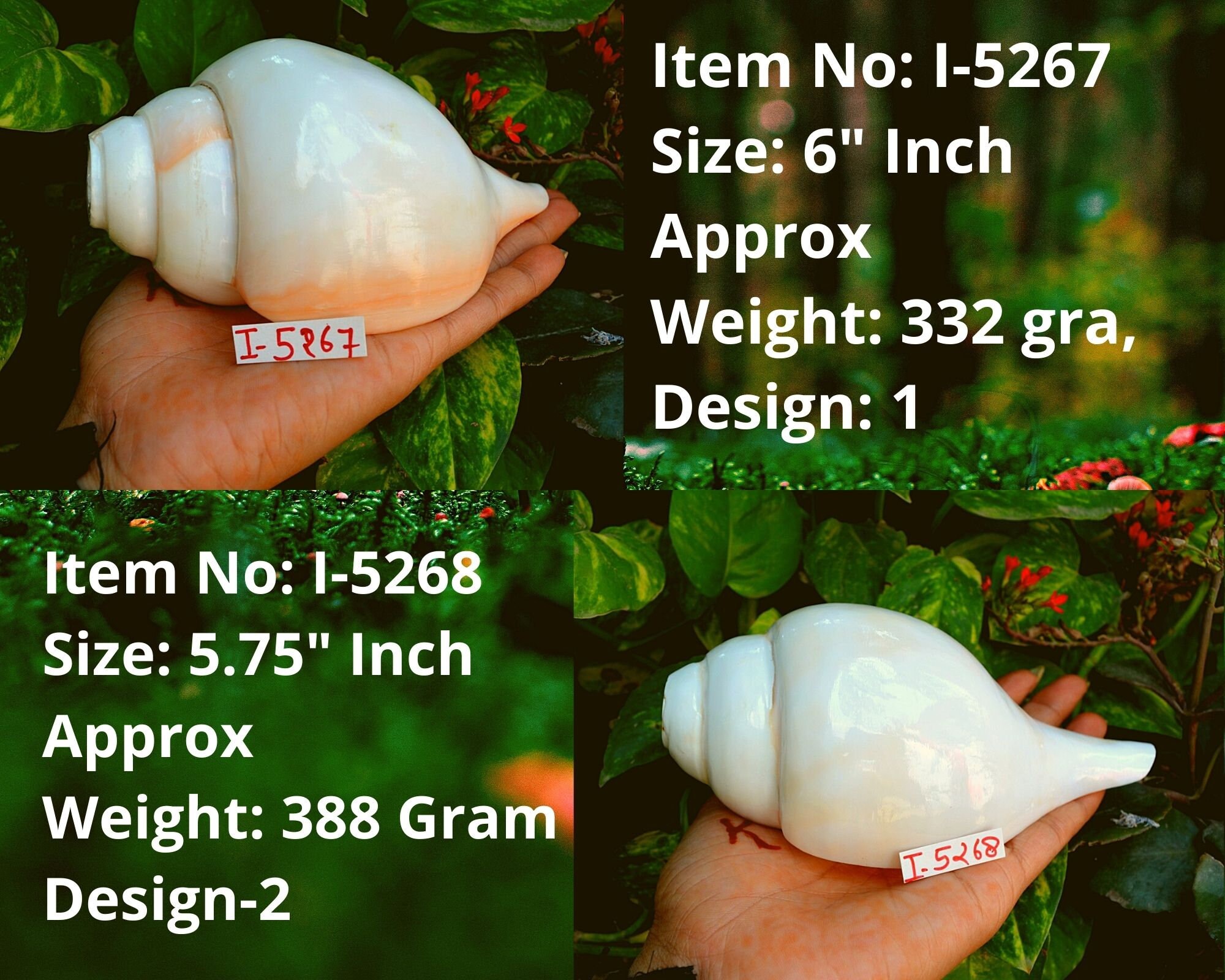 Conch Shell Puja-blowing Shankh Sound Brings Prosperity - Etsy