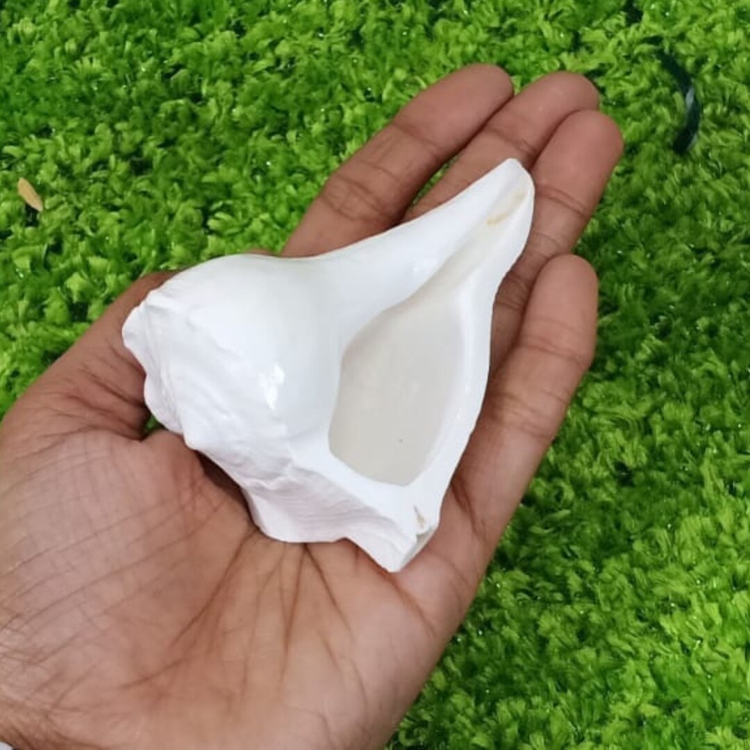 Baby Dakshinavarti Shankh Lakshmi Shankh Laxmi Conch Natural Very Rare ...