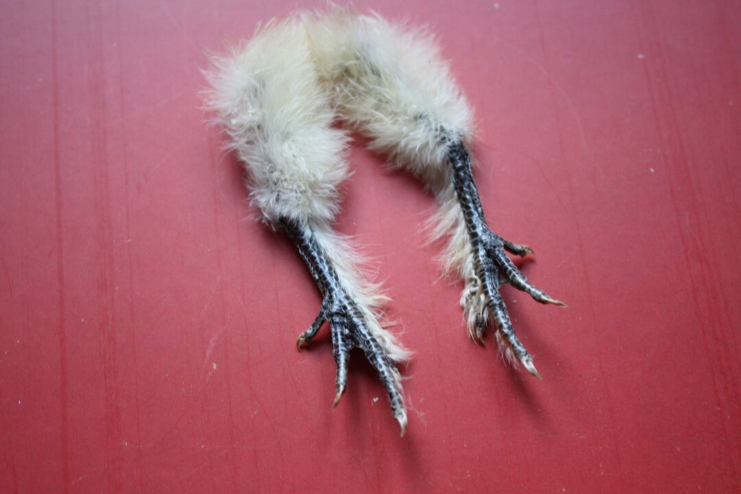 Natural Bird s Feet Stuck Position Chicken Feet Etsy
