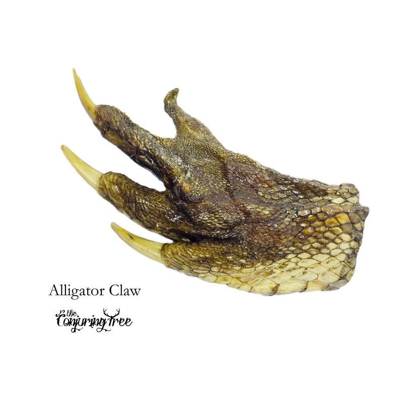Real Alligator claw | Etsy