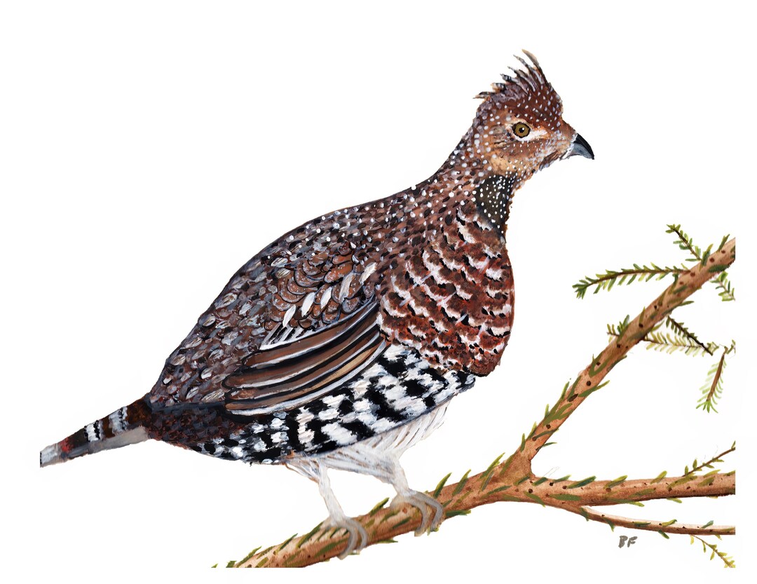 Ruffed Grouse Print - Etsy