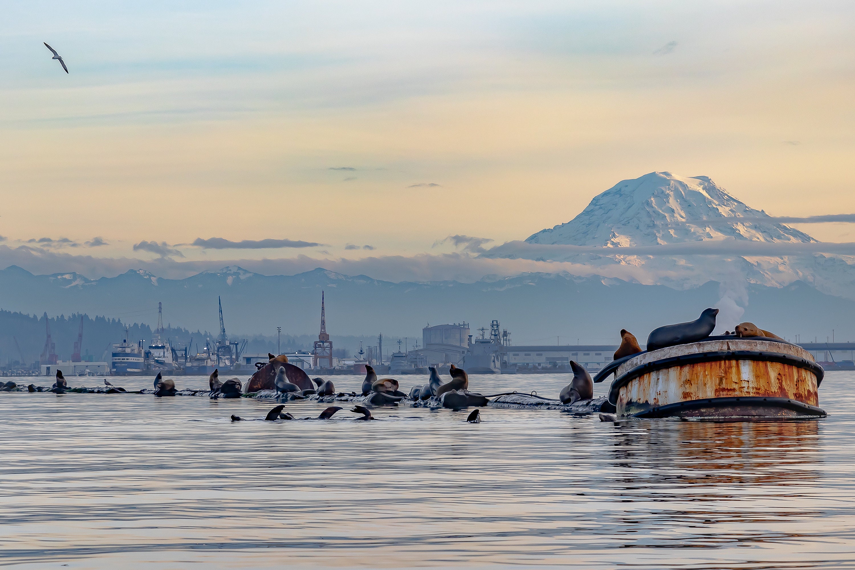 Sea Lion Rookery Nature Photography Photo Print 8x10 - Etsy