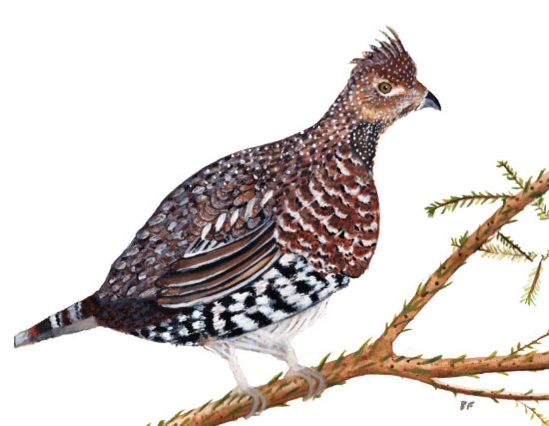 Ruffed Grouse Watercolor Print - Etsy