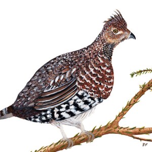 Ruffed Grouse Watercolor Print - Etsy