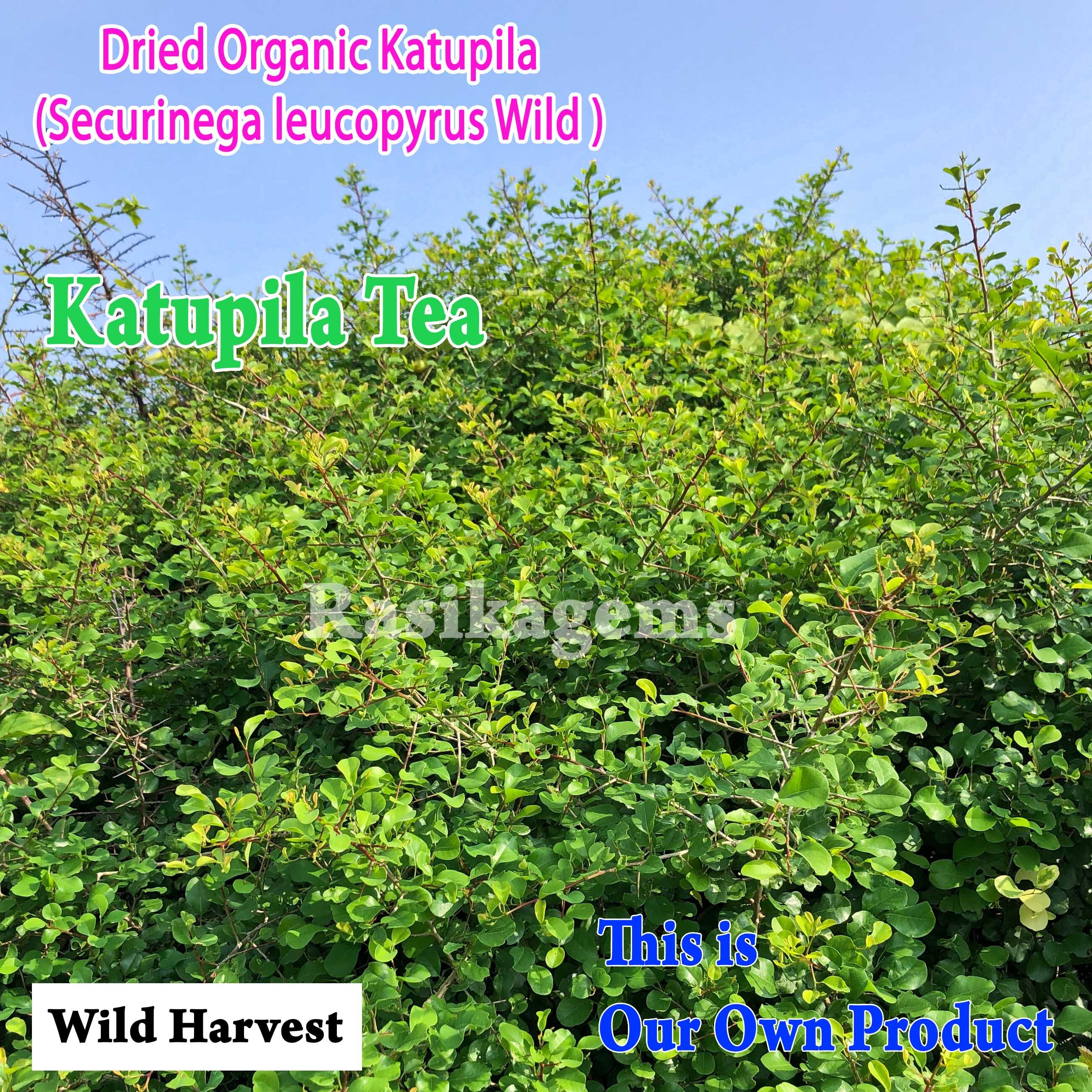 Health Care Best Natural Organic Ultimate Herbal Tea Katupila - Etsy UK