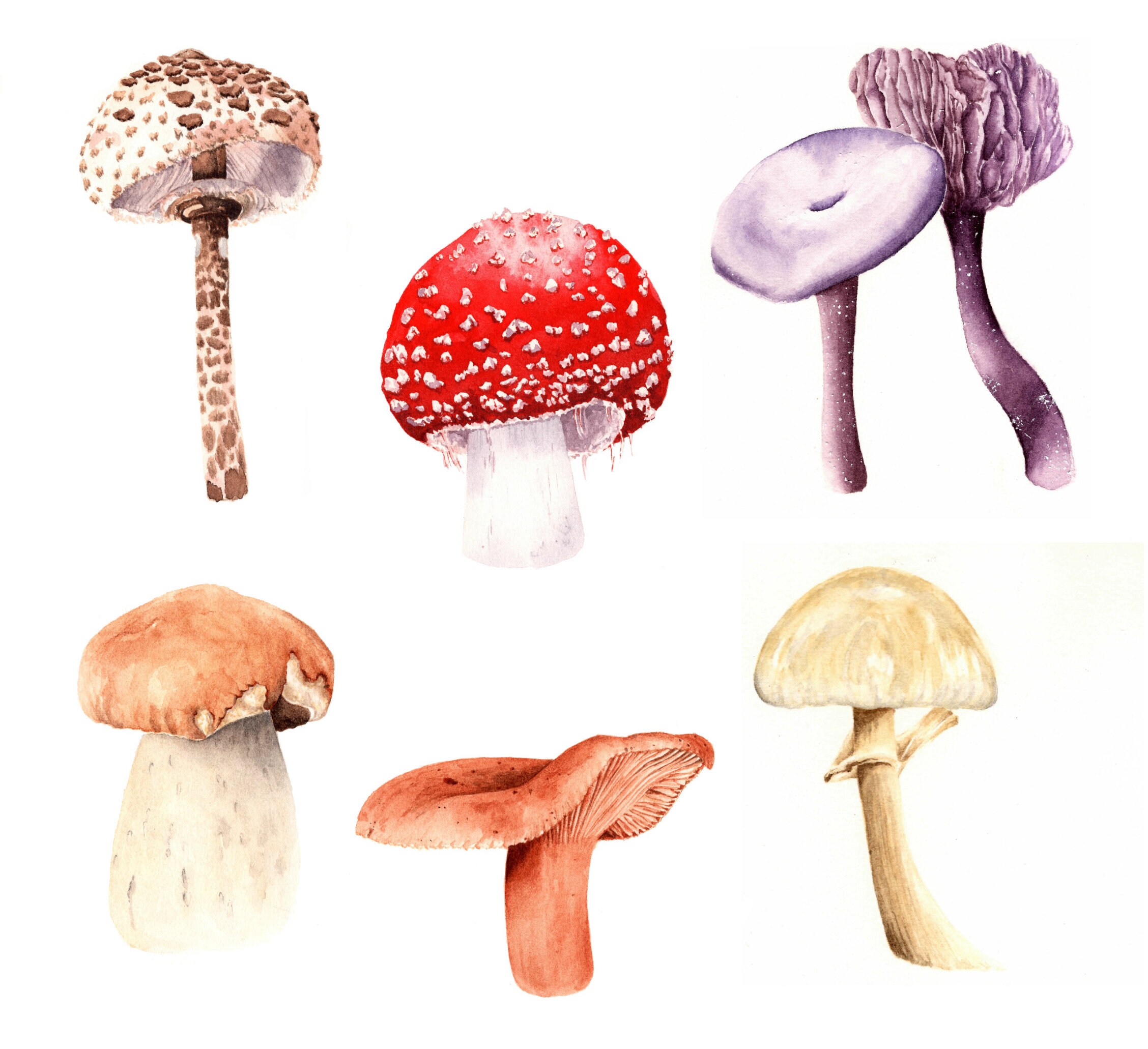 British Toadstool Mushooms Greeting Card / Watercolour Wildlife Art ...