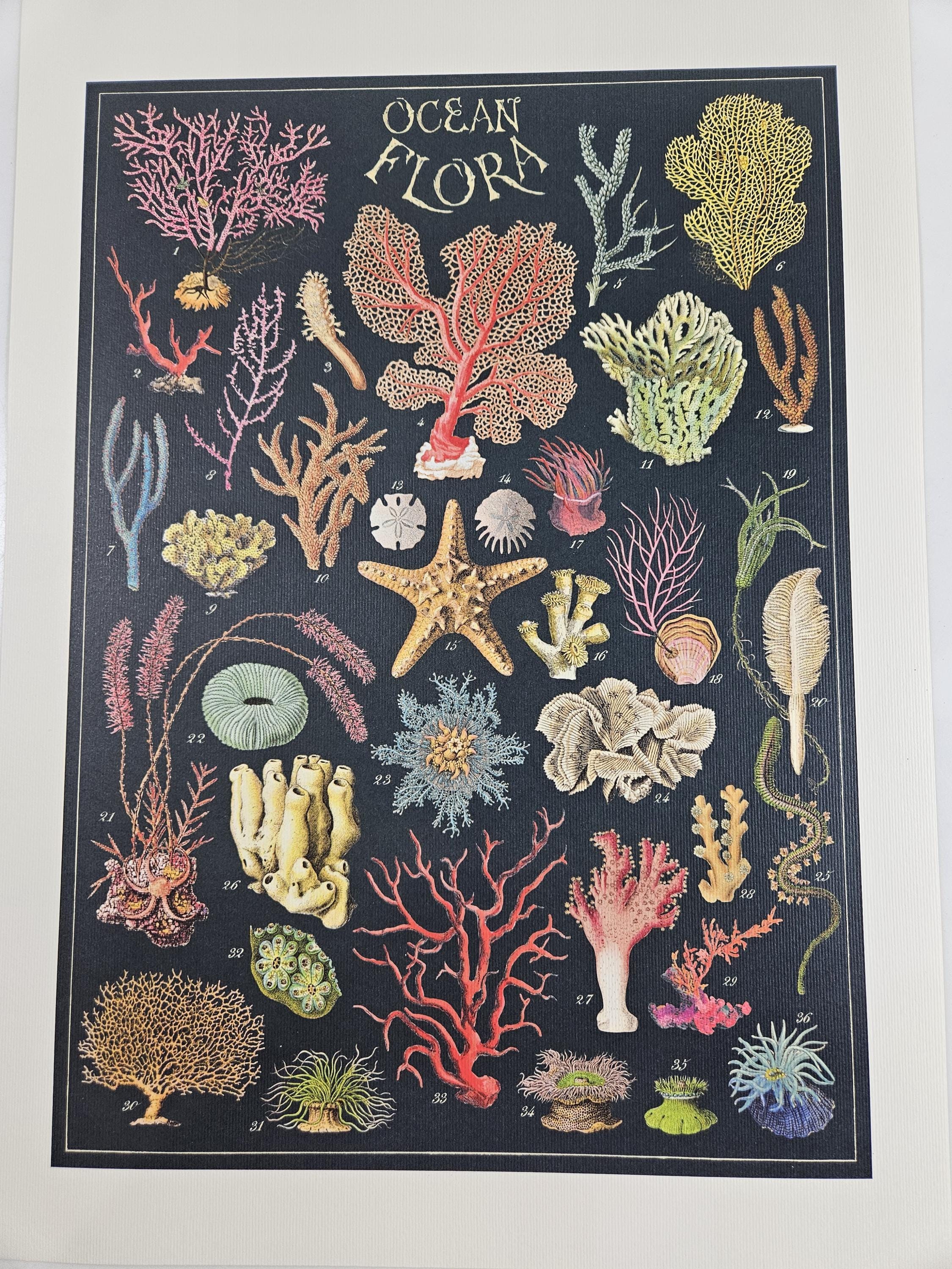 Beautiful Sea Life Posters for Choice, Reproduction Antique // Each ...