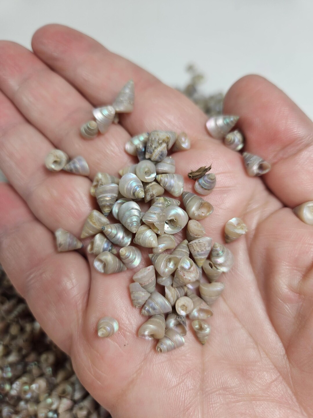 9 Ounces of Tiny Pearl Trochus Sea Shells // 1.75 Cups of Shells - Etsy